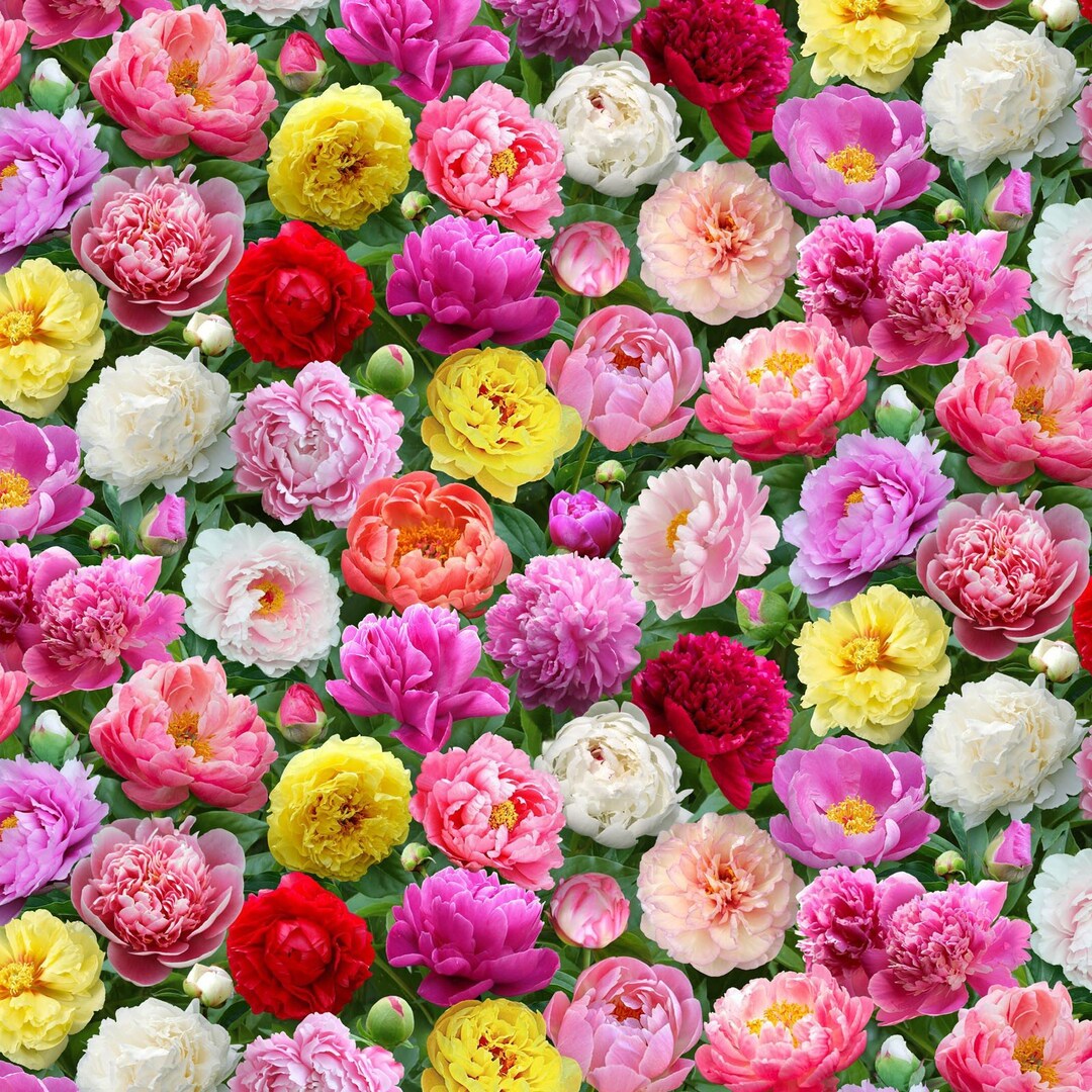 Burst of Color - Peonies Multi From Elizabeth’s Studio Fabric - Etsy