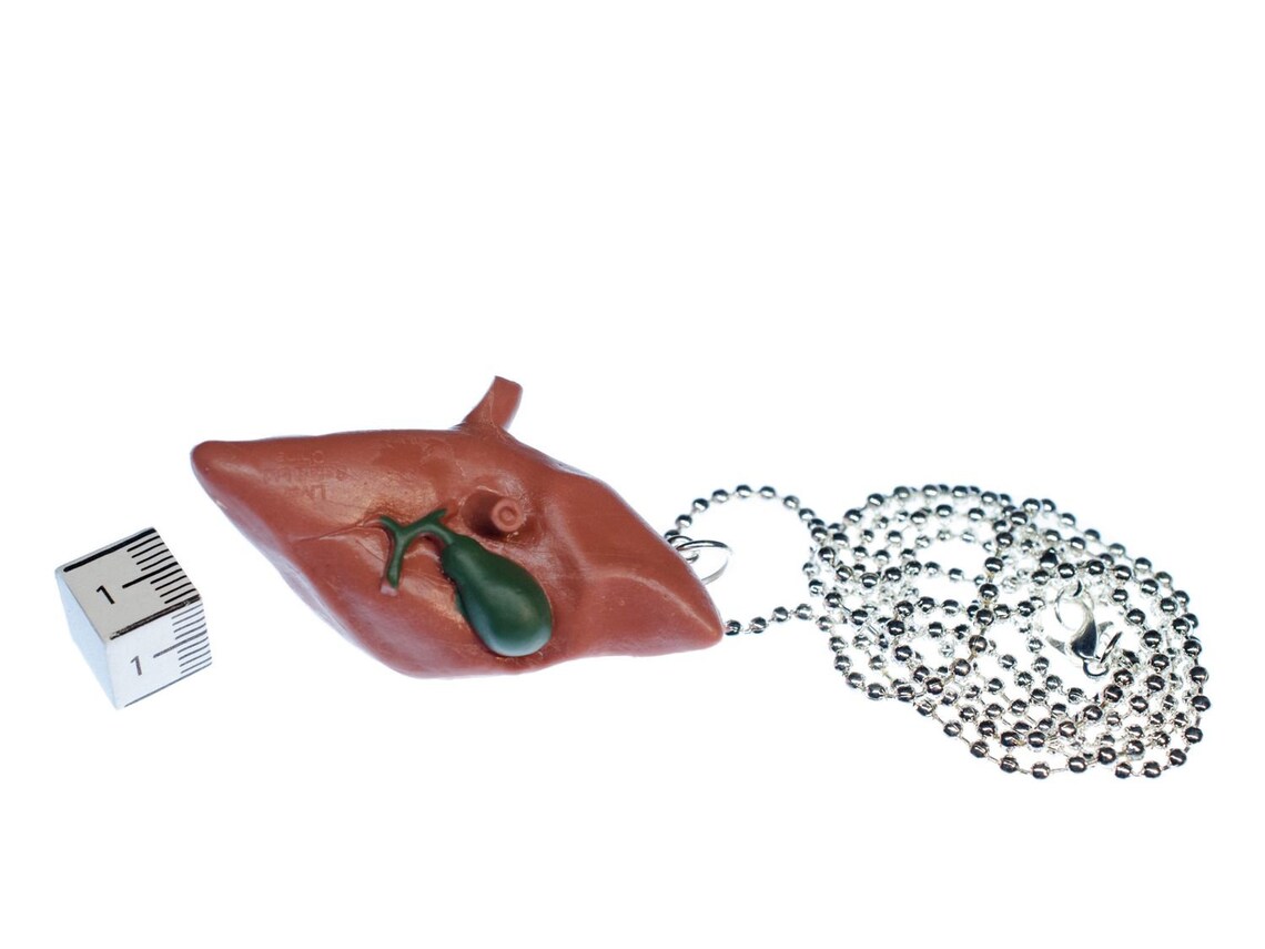 Liver Necklace Miniblings 80cm Anatomy Medicine Organ Medical - Etsy