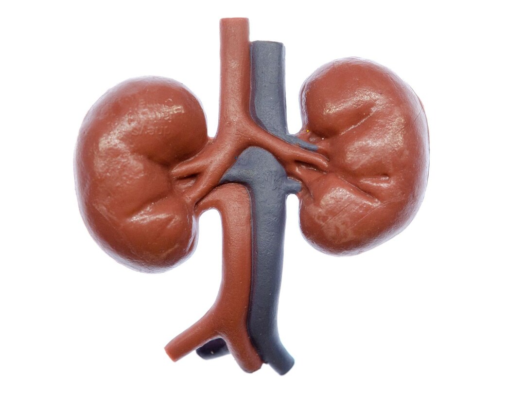Kidney Brooch Miniblings Pin Button Organ Human Medicine Anatomy Doctor ...