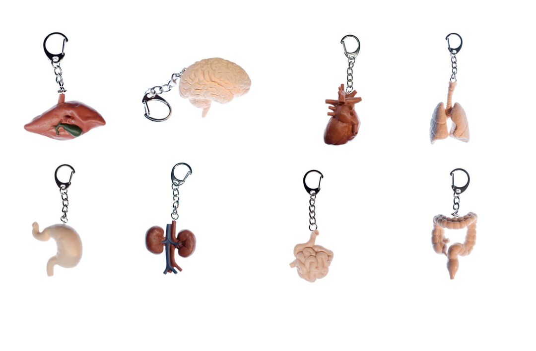 8x Organs Set Key Ring Key Chains Miniblings Human Anatomy Doctor ...