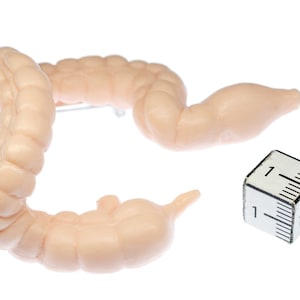 Large Intestine Colon Brooch Miniblings Pin Badge Organ Medicine ...