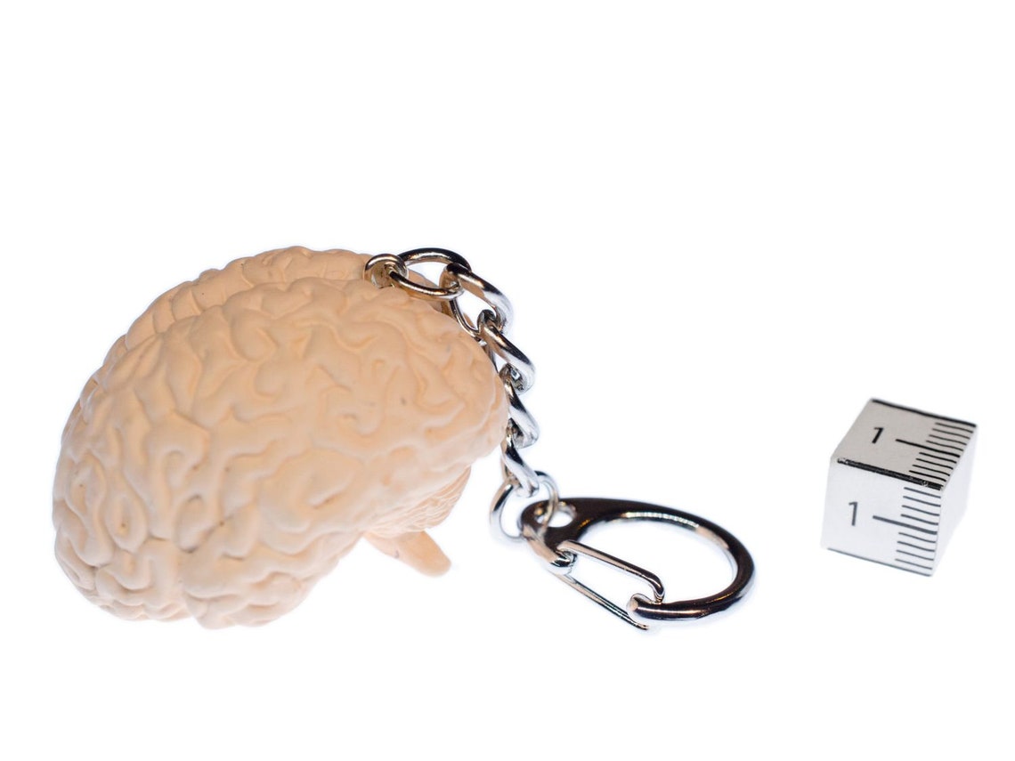 Brain Key Ring Chain Miniblings Kids Children Organ Human Anatomy - Etsy