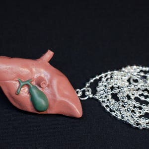 Liver Necklace Miniblings 80cm Anatomy Medicine Organ Medical - Etsy