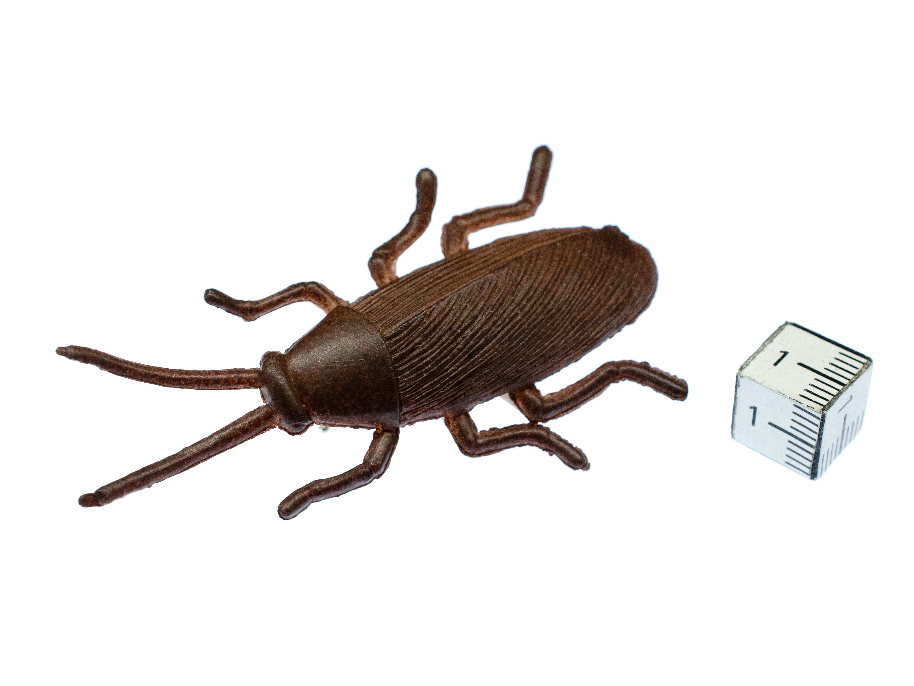 Cockroach Brooch Pin Badge Button Miniblings Beetle Dark - Etsy UK