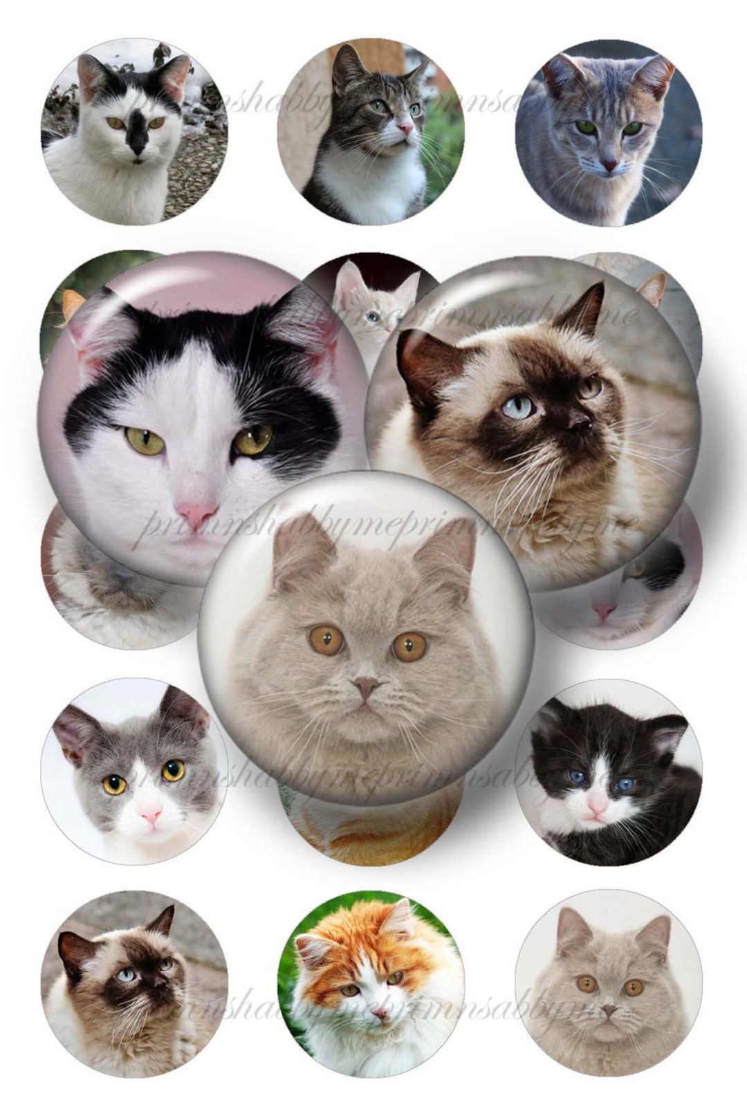 Cats Digital Collage Sheet 1 Inch Circles Bottle Cap - Etsy