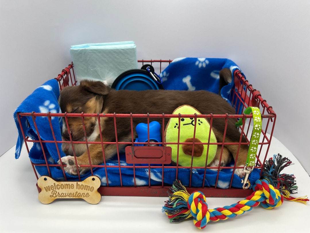 Sniff and Smile Starter Set | New Puppy Bundle | New Puppy Starter Kit ...