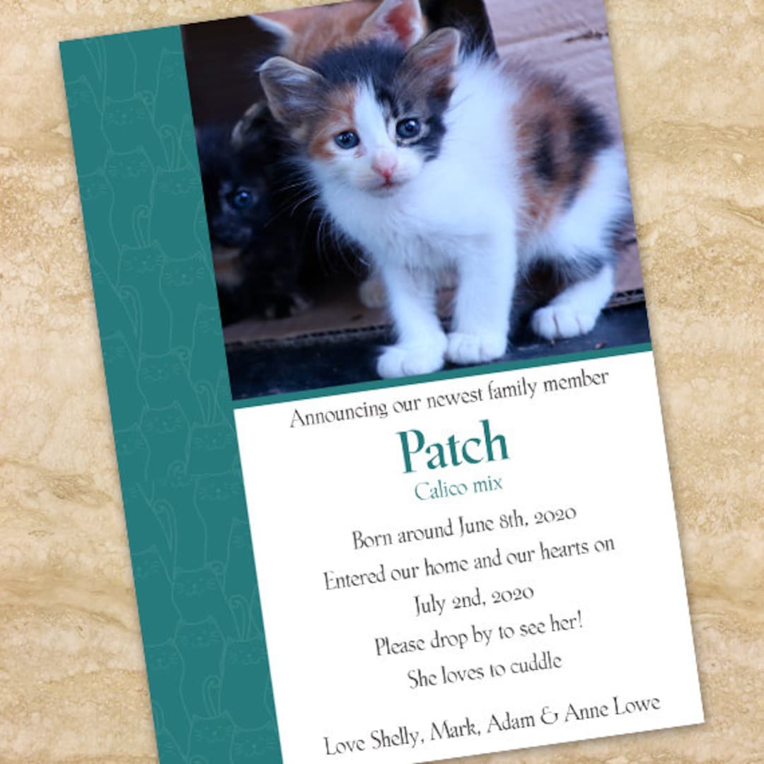 Kitten Announcement, New Kitten Announcement, Kitty Can Welcome Party ...