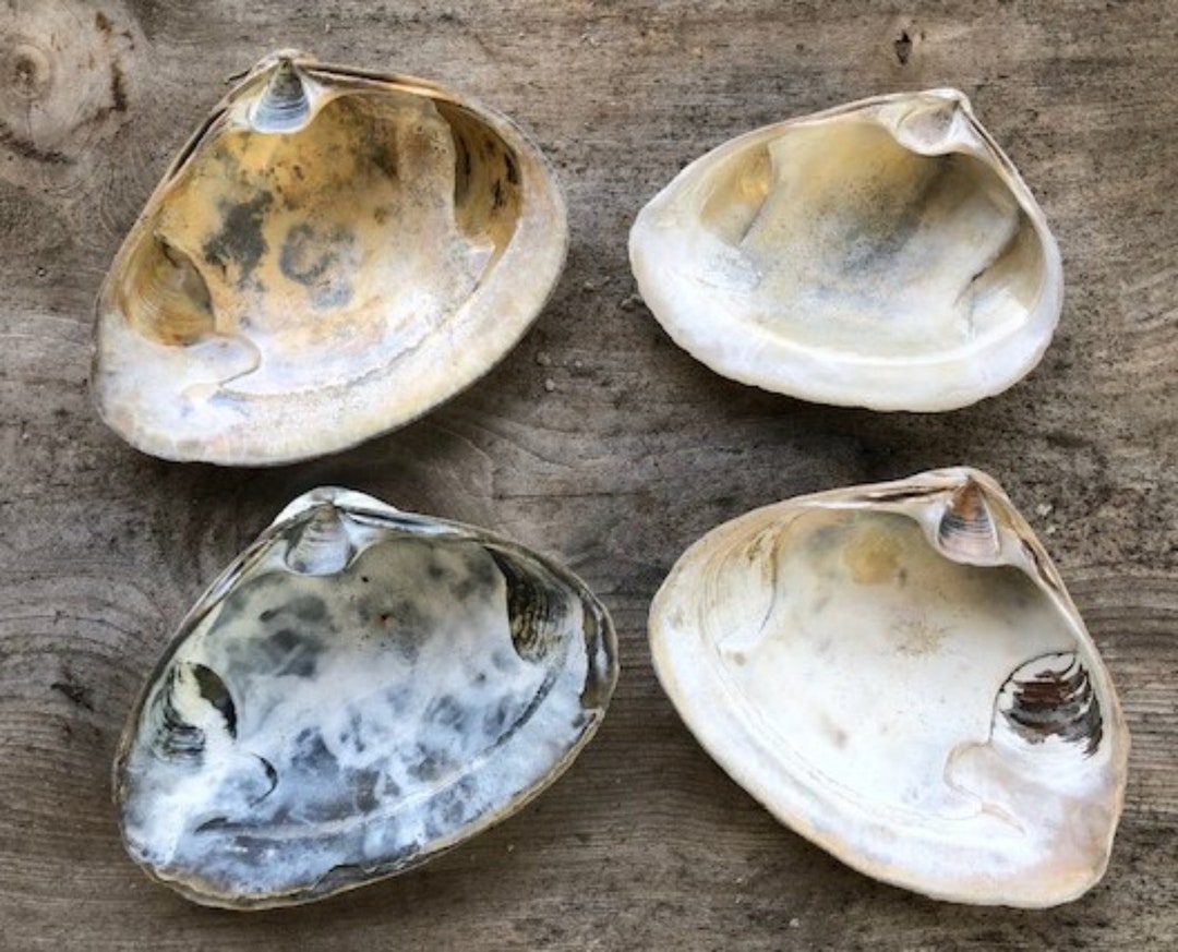 4 Medium- Large Clam Shells Atlantic Surf Sea Clams 3-4 Inches Long ...