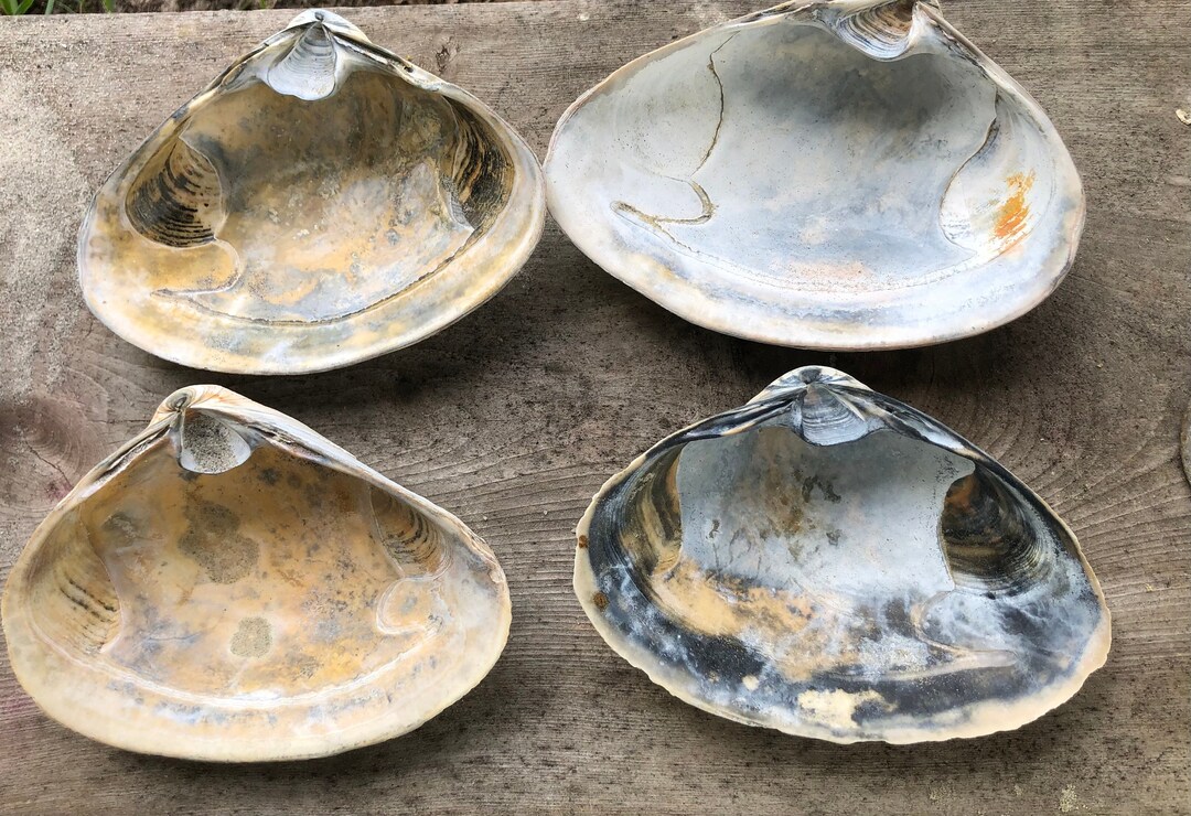 SHELLS - 5 EXTRA Large Clam Shells Atlantic Surf Sea 5- 6 Inches Long ...