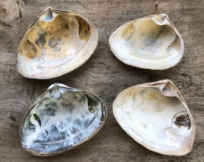 Clam Shells Atlantic Surf Sea Clams 4-5 Inches Crafts Vanity Shell Dish ...
