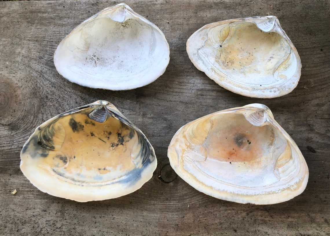 Clam Shells 4 EXTRA Large Clam Shells Atlantic Surf Sea - Etsy