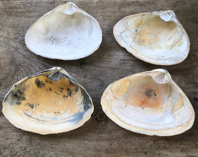 20 Clam Shells Atlantic Ocean Clams 4-5 Inches Long - Bulk Shells ...