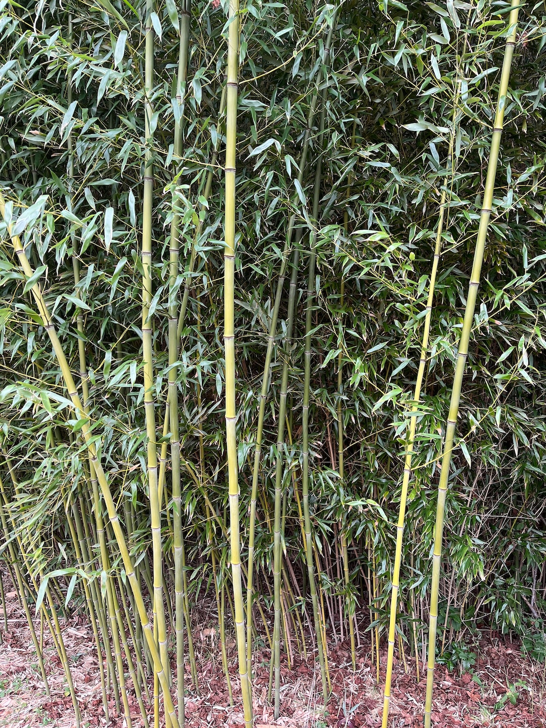 Bamboo - Fresh Cut - Woodworking - Bundle - Etsy