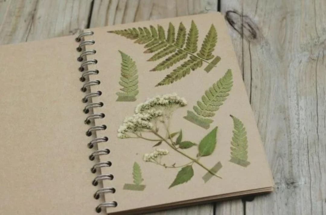Handmade Pressed Fern Leaves Set: Natural Eco Herbarium, Botanical Art ...