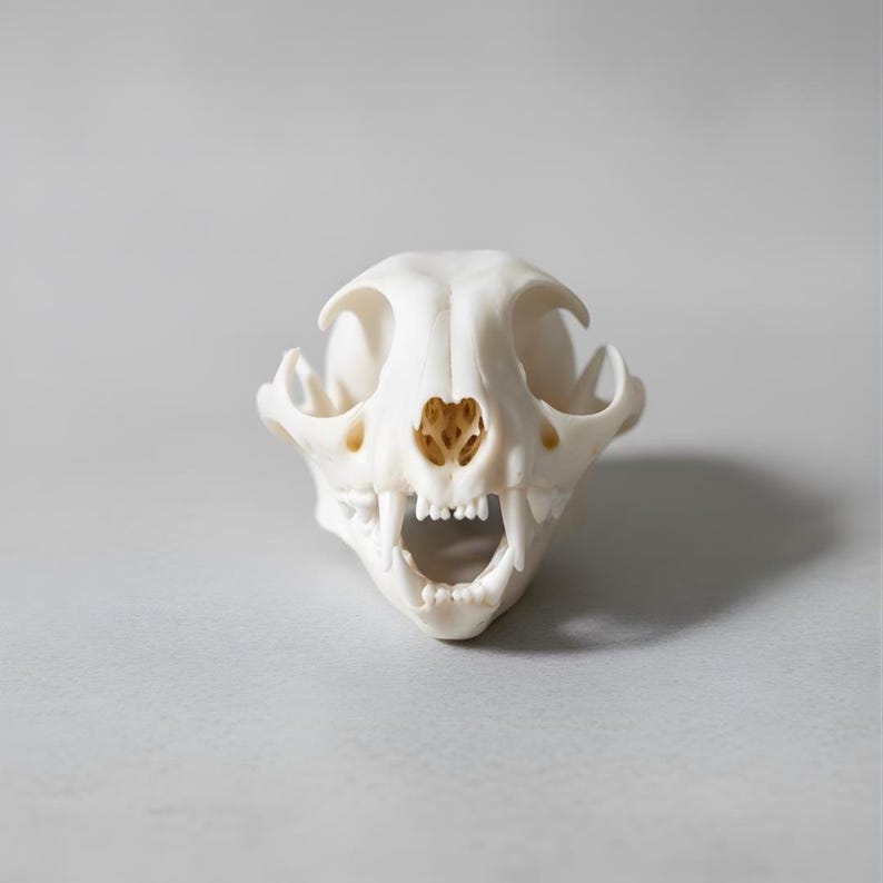 Bobcat Skull Taxidermy, Natural Bone Specimen, Educational Study Piece ...