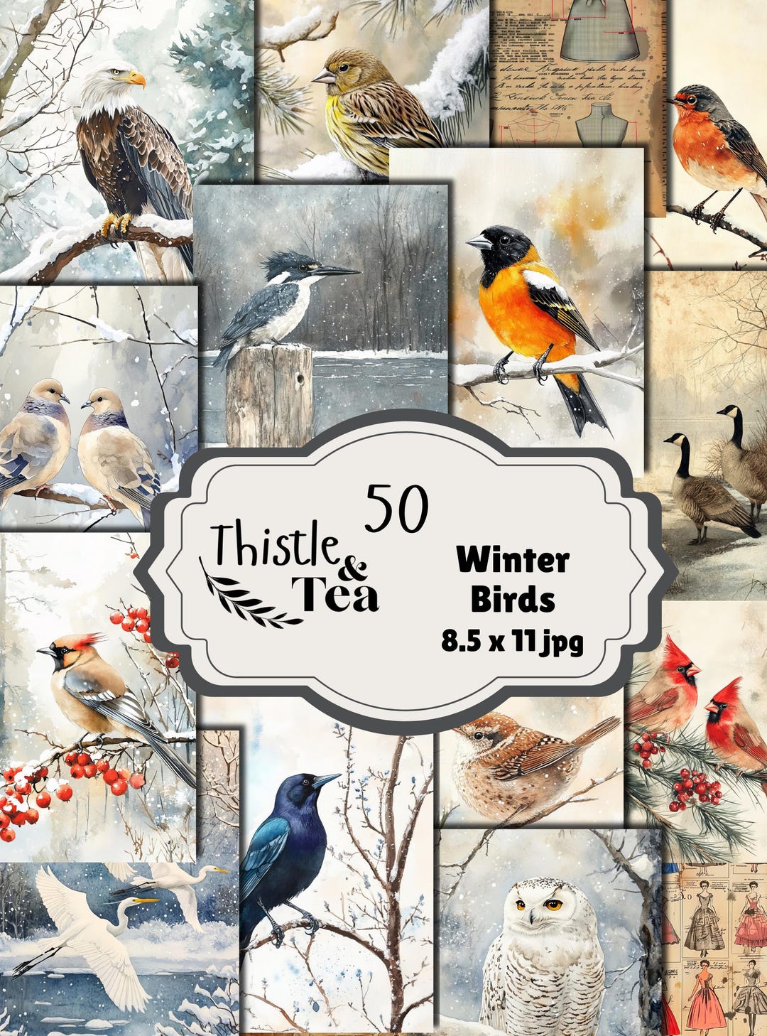 Winter Birds: 50 Jpgs, 300 Dpi, 2550x3300, Commercial Use, Digital ...