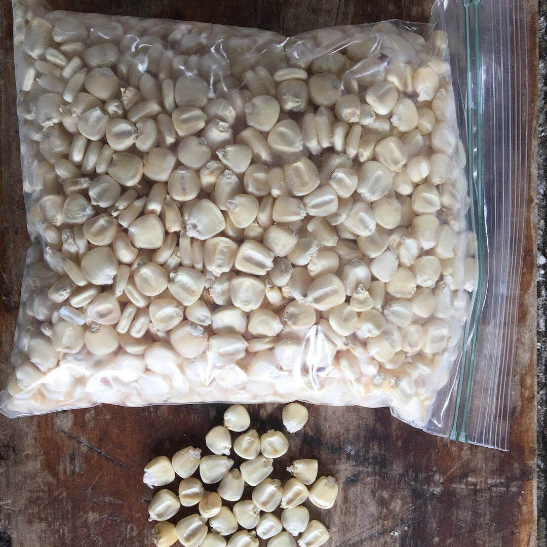 Corn, Whole Kernel, Hickory King, Heirloom, 8 Row, White, Large Kernel ...