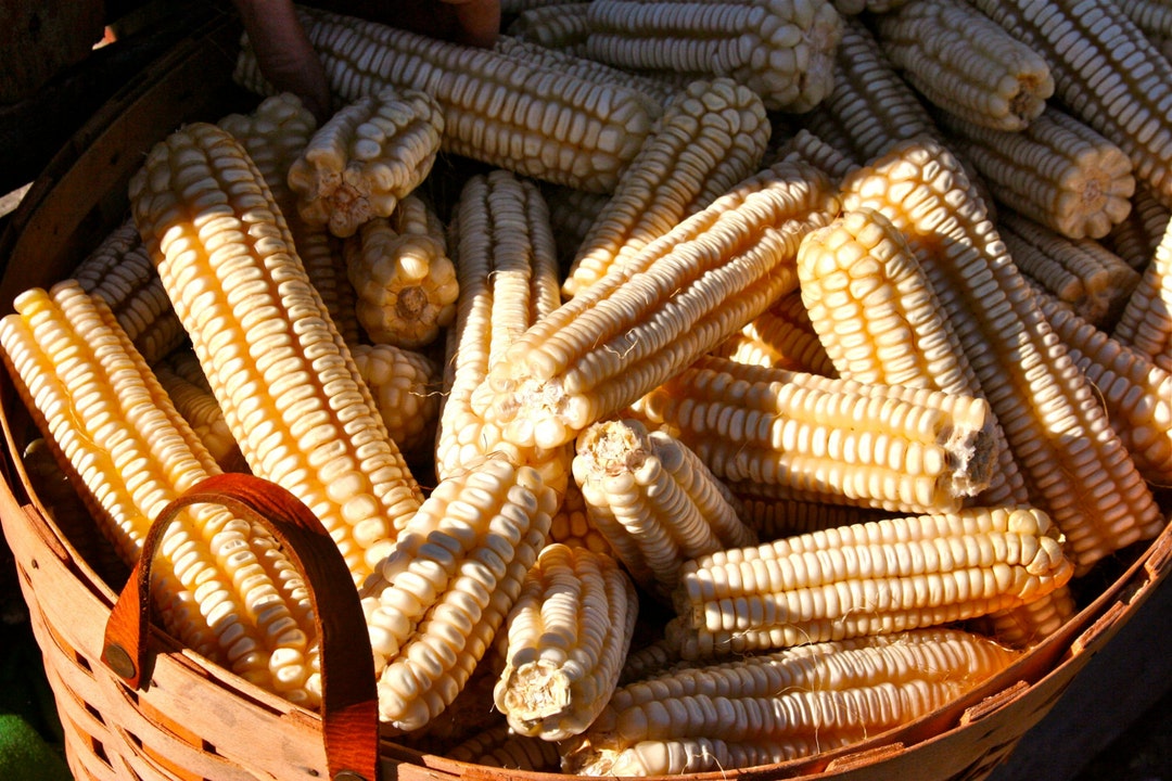 Hickory King Cornmeal – Heirloom Polenta Grits, Gluten Free (1.5 Lbs ...