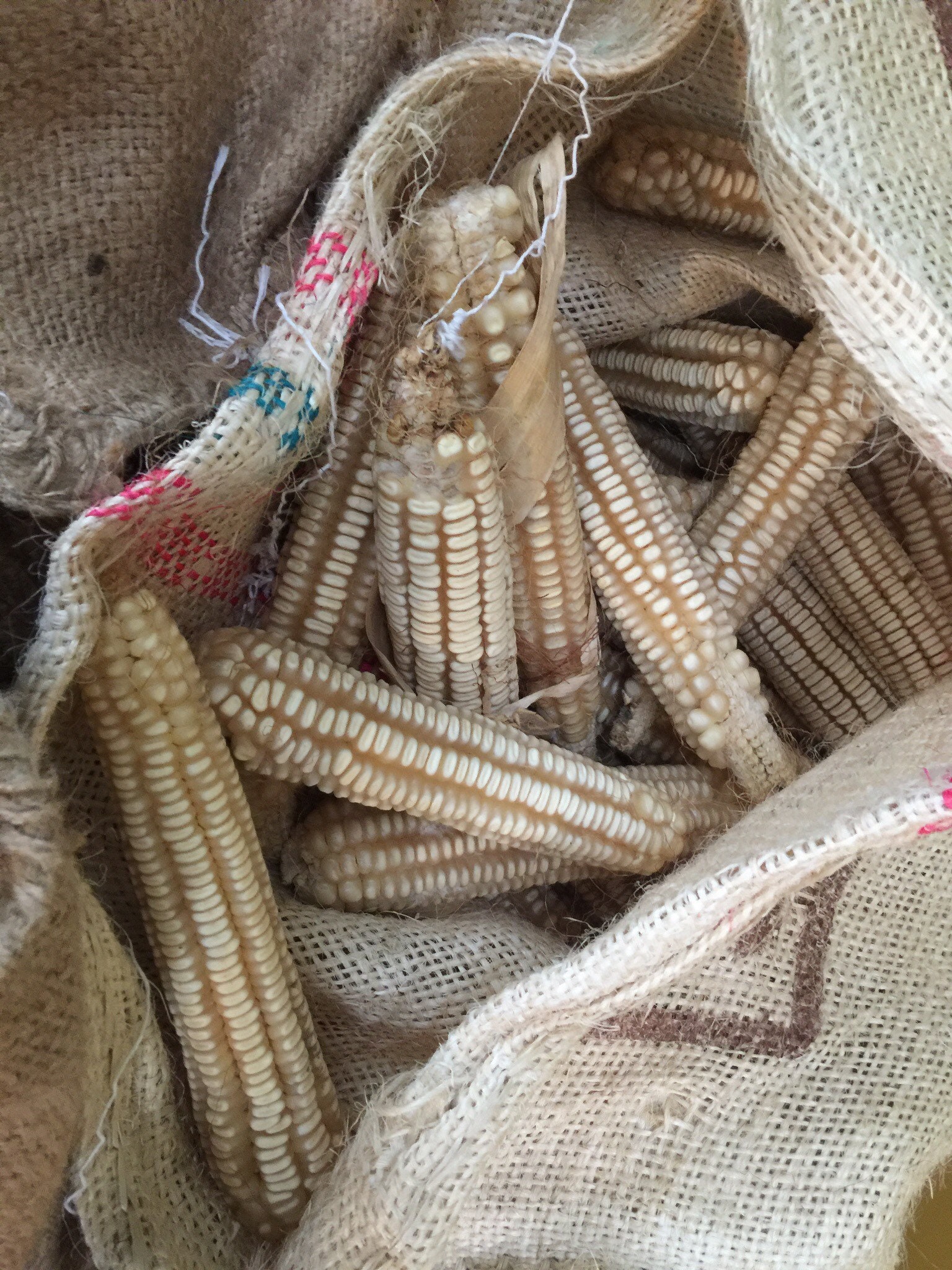 Hickory King Corn - Heirloom White Corn, Large Kernel (2 Lbs.) - Etsy