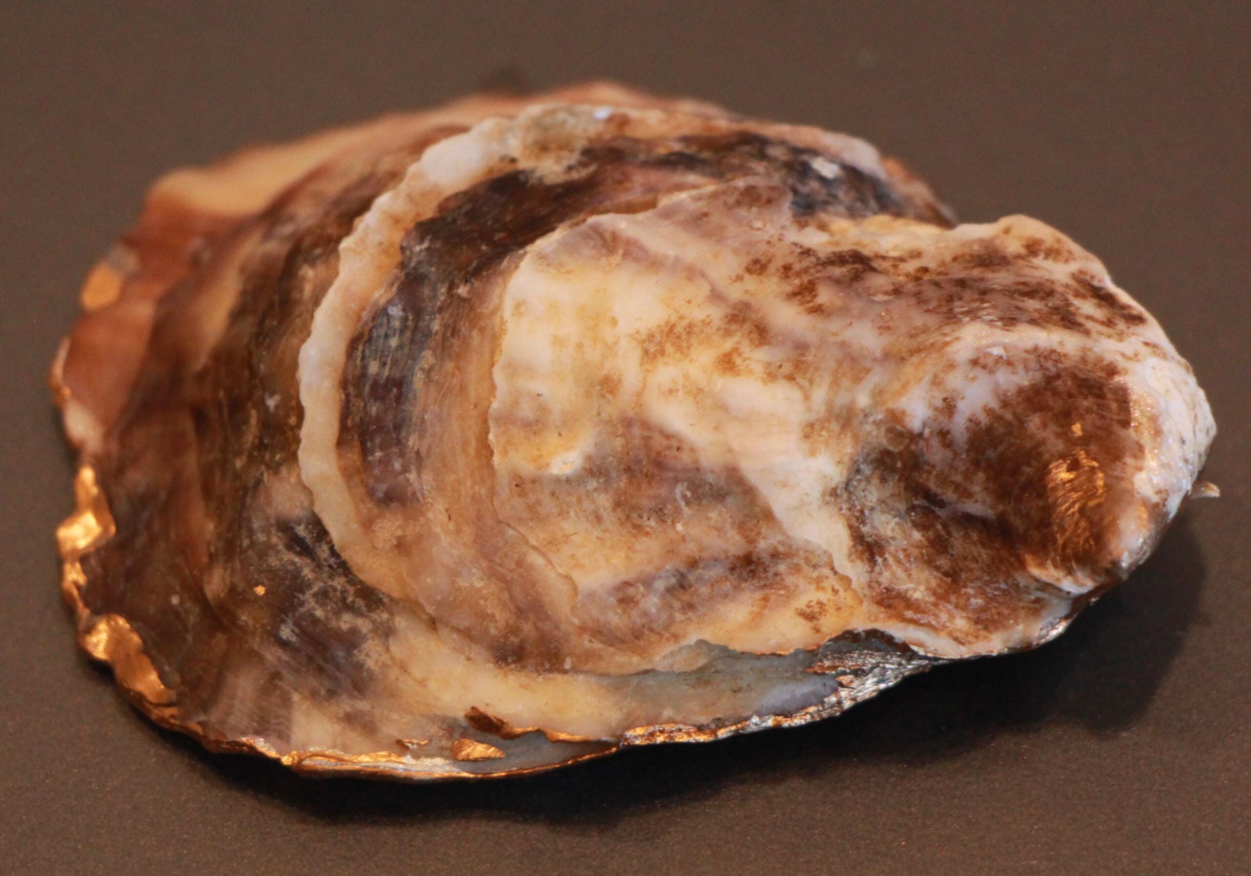 Luxury Sea Turtle Oyster Shell & Pearls Ring Dish – Nautical Gold Leaf ...