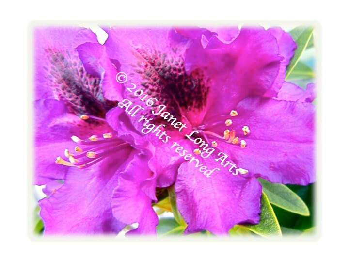 ADULT COLORING PAGE "azalea" in Grayscale for You to Color. - Etsy