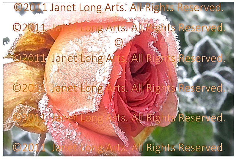DIGITAL DOWNLOAD Frosted Rose, a Peachy Pink Rose Flower Botanical ...
