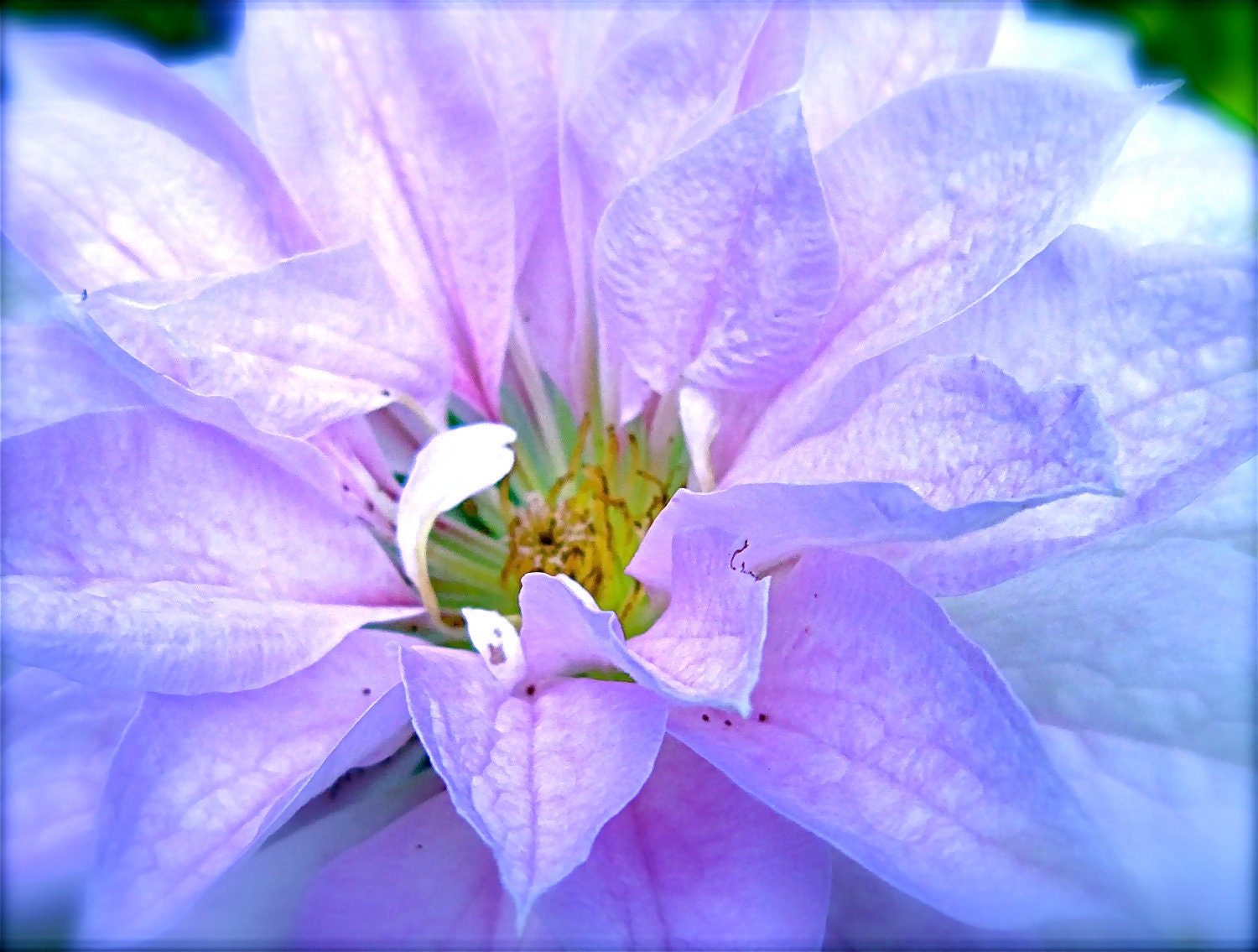 DIGITAL DOWNLOAD Flower Nature Photography 'blush & Blue' Soft Lavender ...