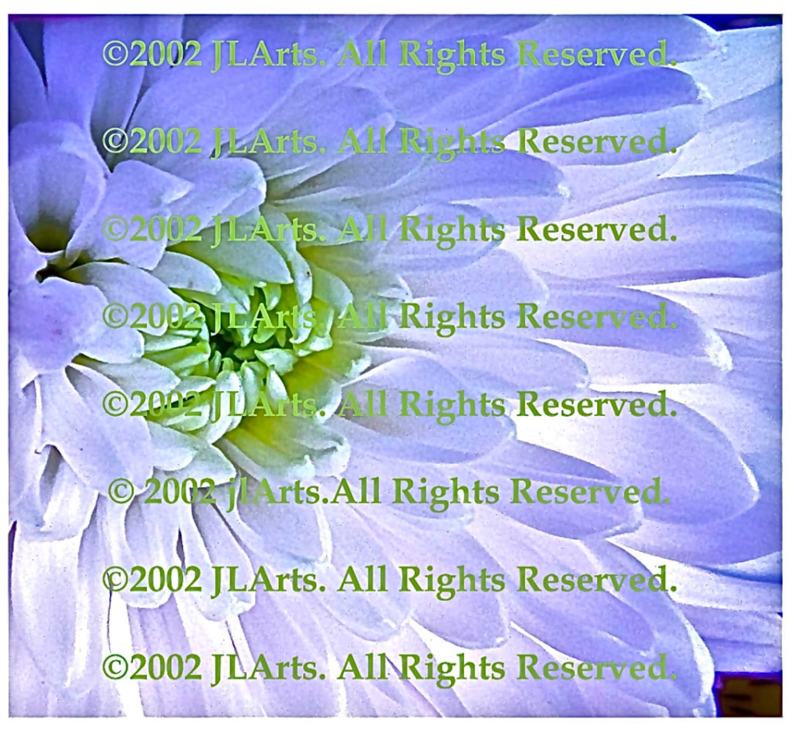 SET Of 3 DIGITAL DOWNLOAD Images White Flower Photography Mum Etsy set-of-3-digital-download-images-white-flower-photography-mum-etsy