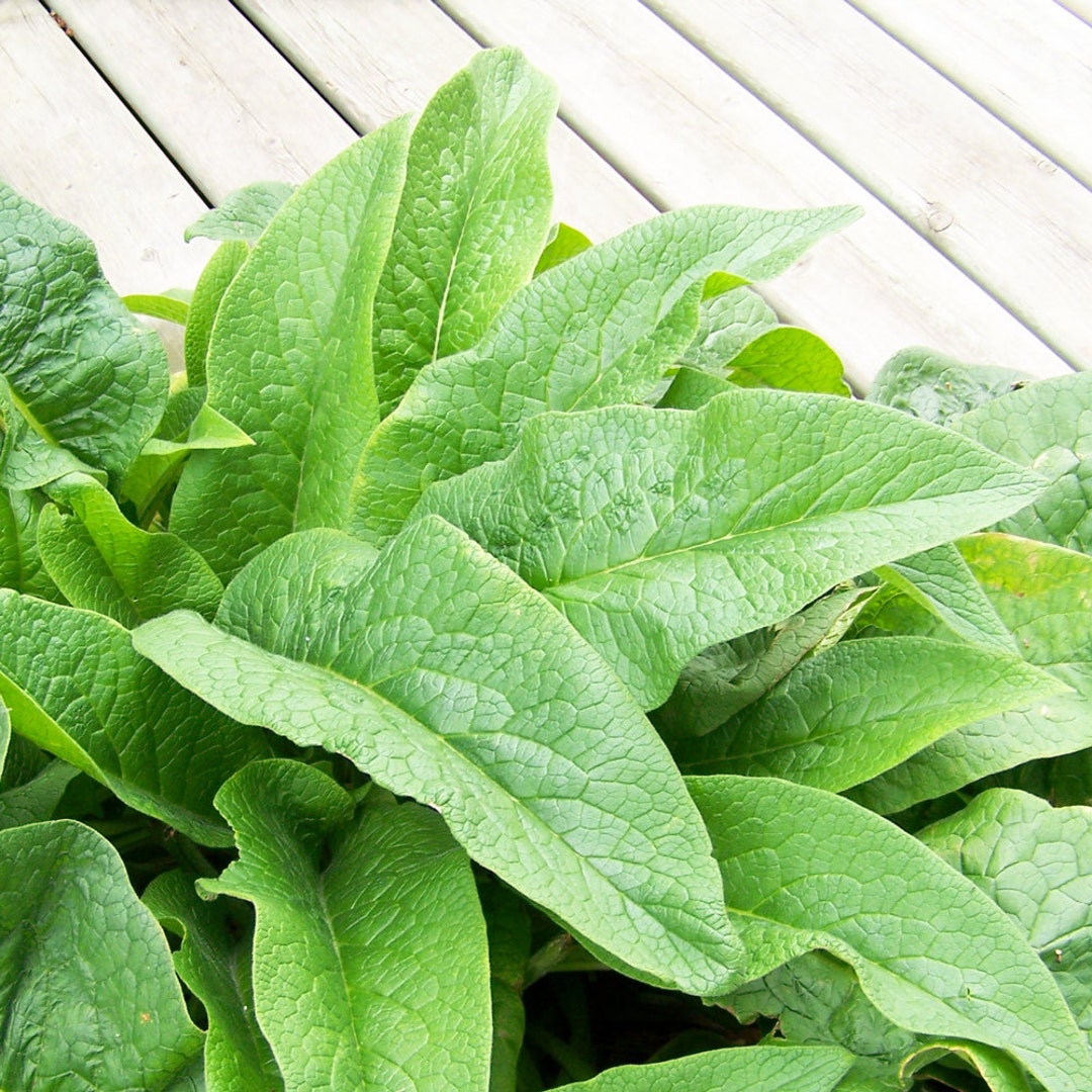 RAW Sun Dried Comfrey BULK Food Forest Botanicals Organically Grown ...