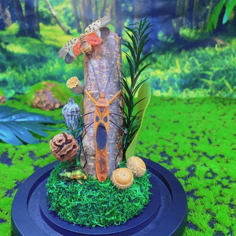 Red Stink Bug (lohita Grandis) - Insect Specimen Display With ...