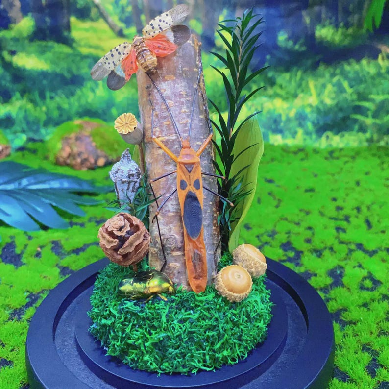 Red Stink Bug (lohita Grandis) - Insect Specimen Display With ...