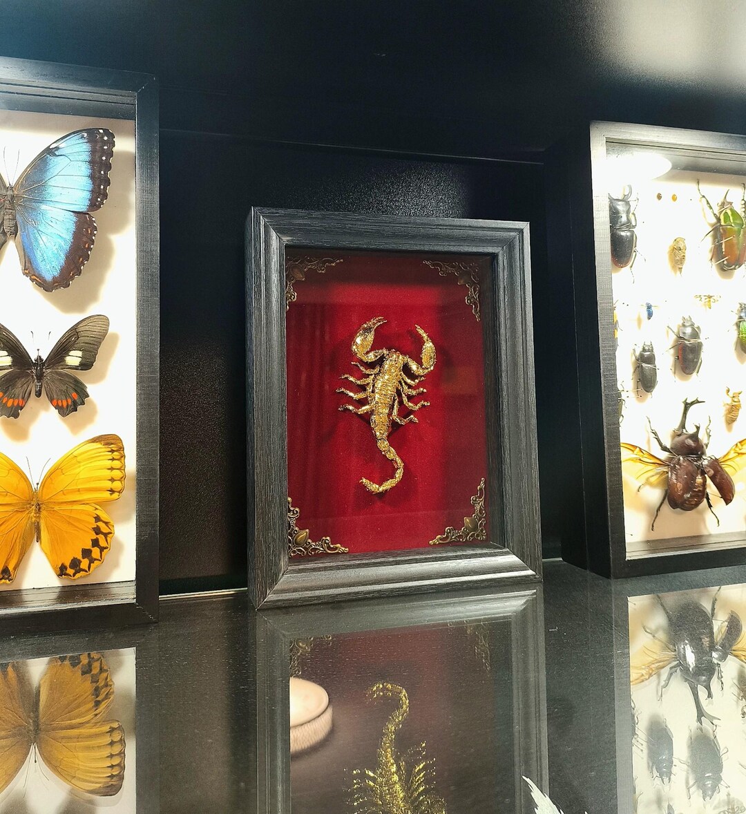 Golden Scorpion Gothic Art Frame, Vintage Style With Crimson Backdrop ...