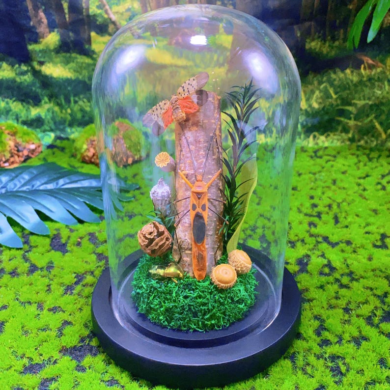 Red Stink Bug (lohita Grandis) - Insect Specimen Display With ...