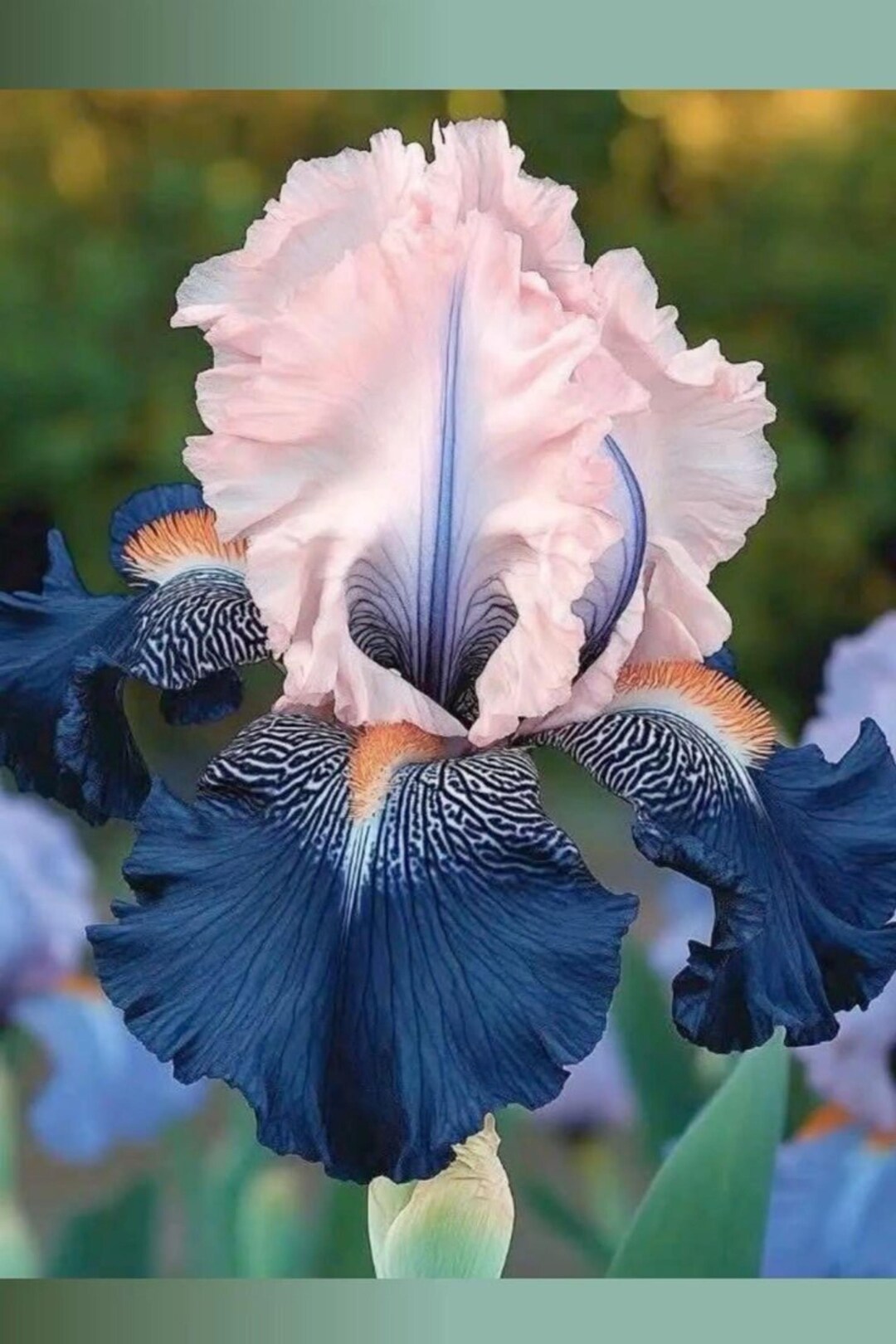 180+ Mixed Rare Iris Flower Seeds – Perennial Outdoor Garden Blooms - Etsy