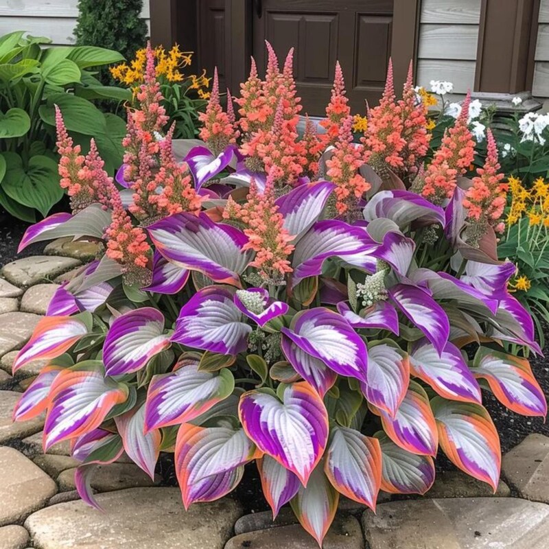 Premium Rare Hosta Seeds - Etsy