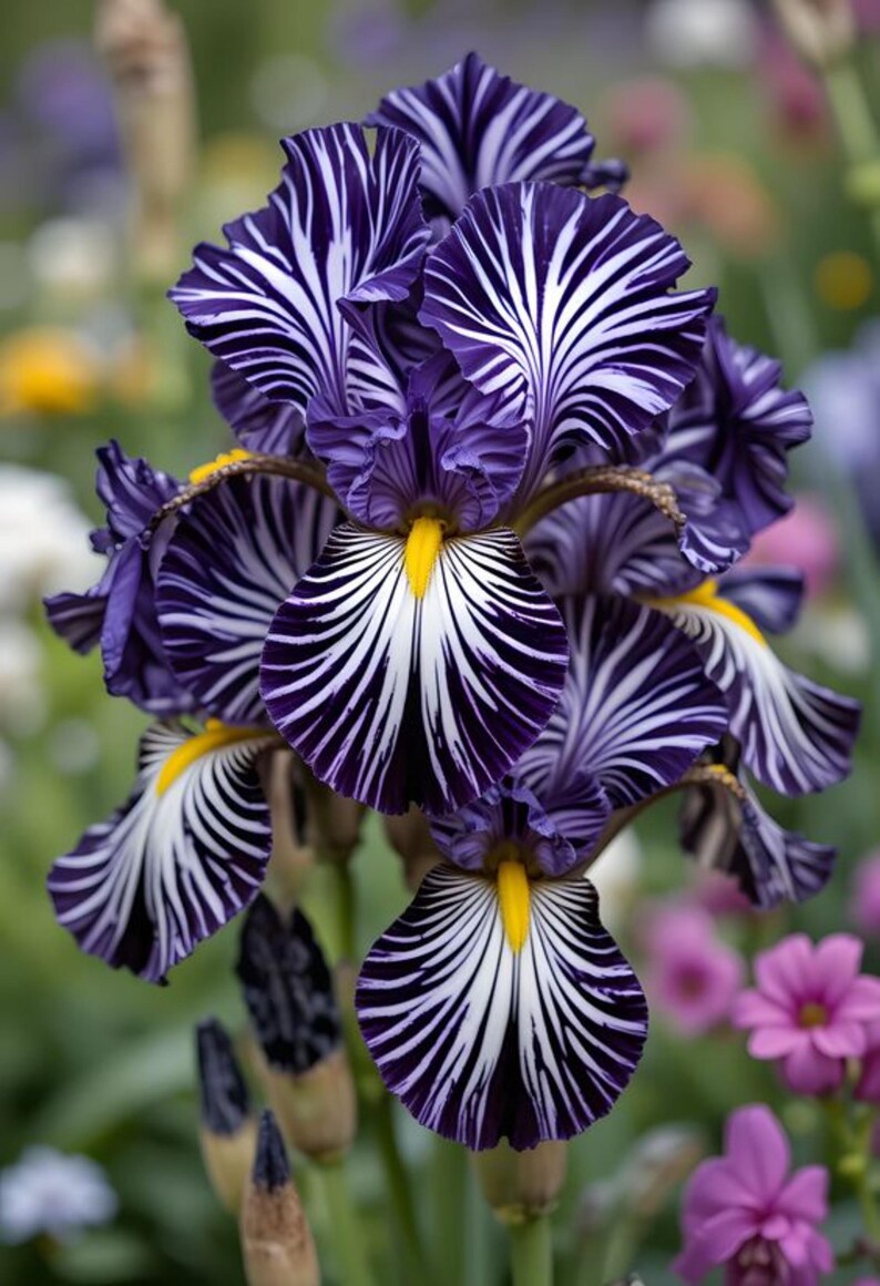 Rare Iris Flower Seeds – Vibrant Heirloom Garden Blooms - Etsy