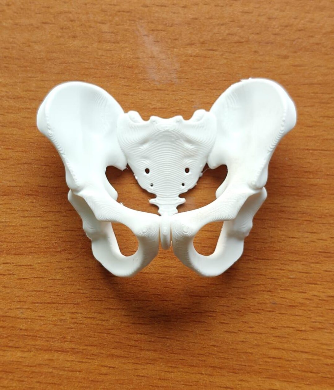 Female Pelvis Bone Model | Midwifery, PT, Medical Study Aid Replica ...