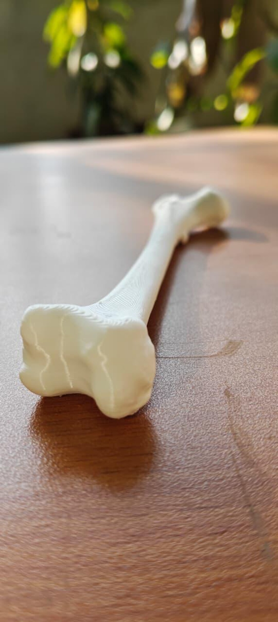 Human Femur Bone Replica | Anatomical Study Model, Medical Display - Etsy