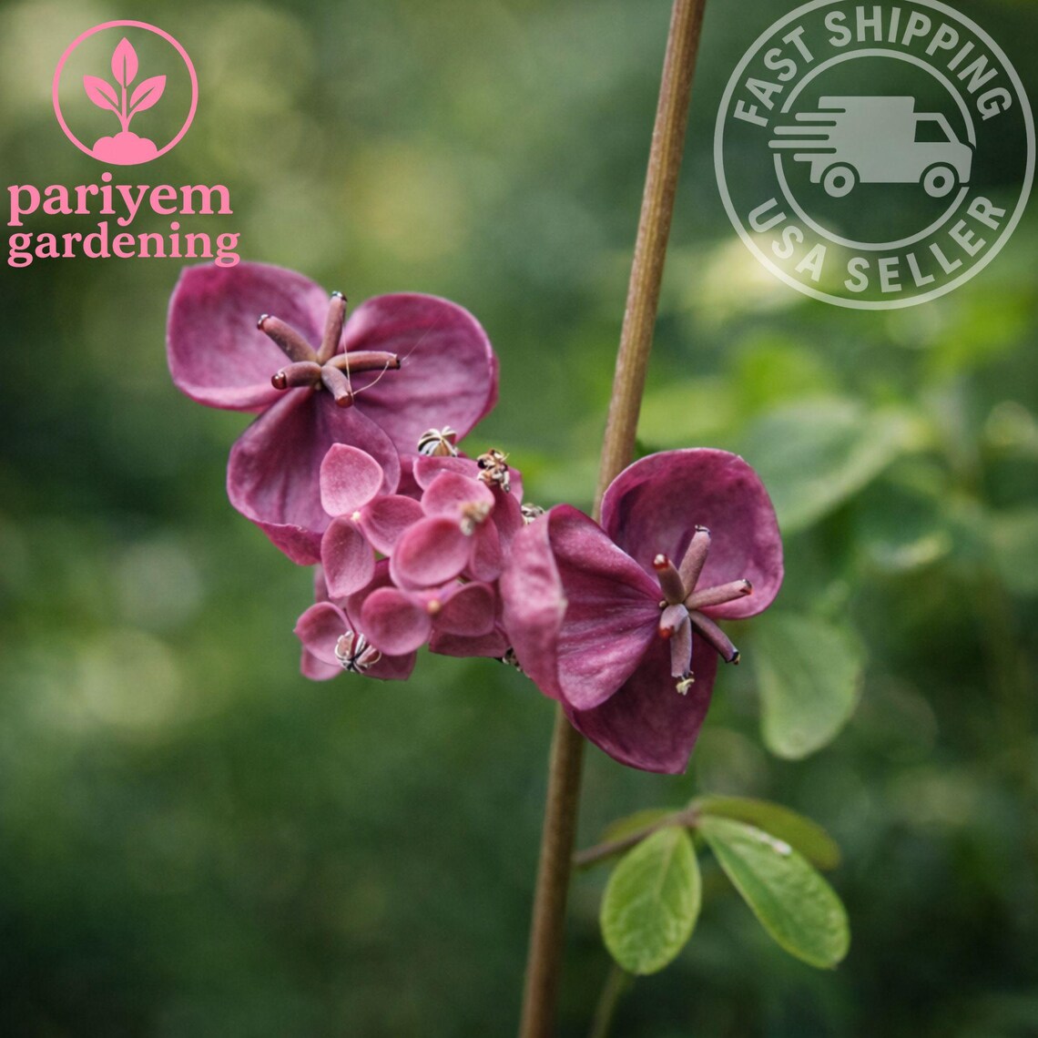 Chocolate Vine Plant – Akebia Quinata – Hardy Perennial Climbing Vine ...