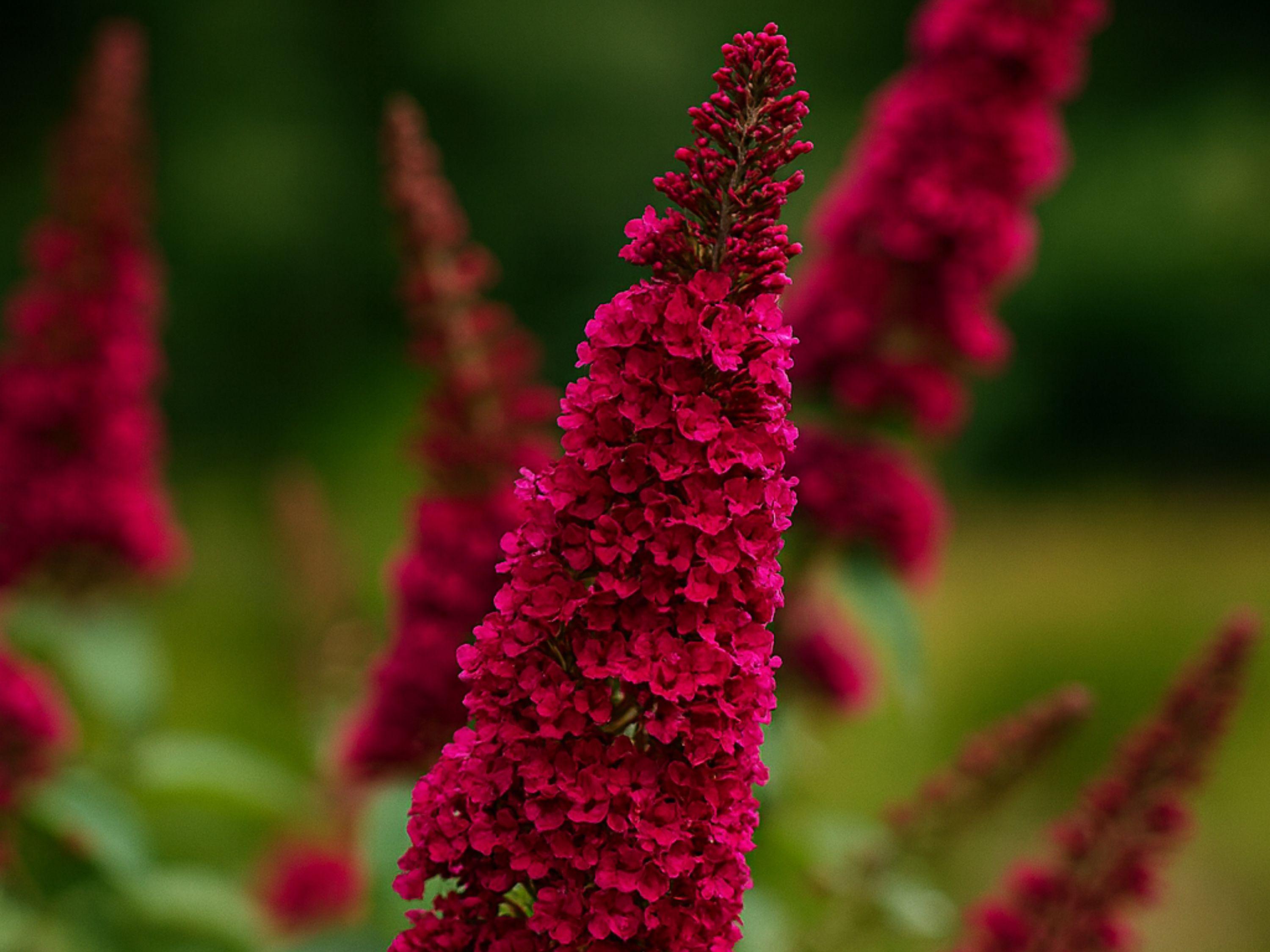 Sangria Red Butterfly Bush – Live Plant, Summer Pollinator Garden (4 ...