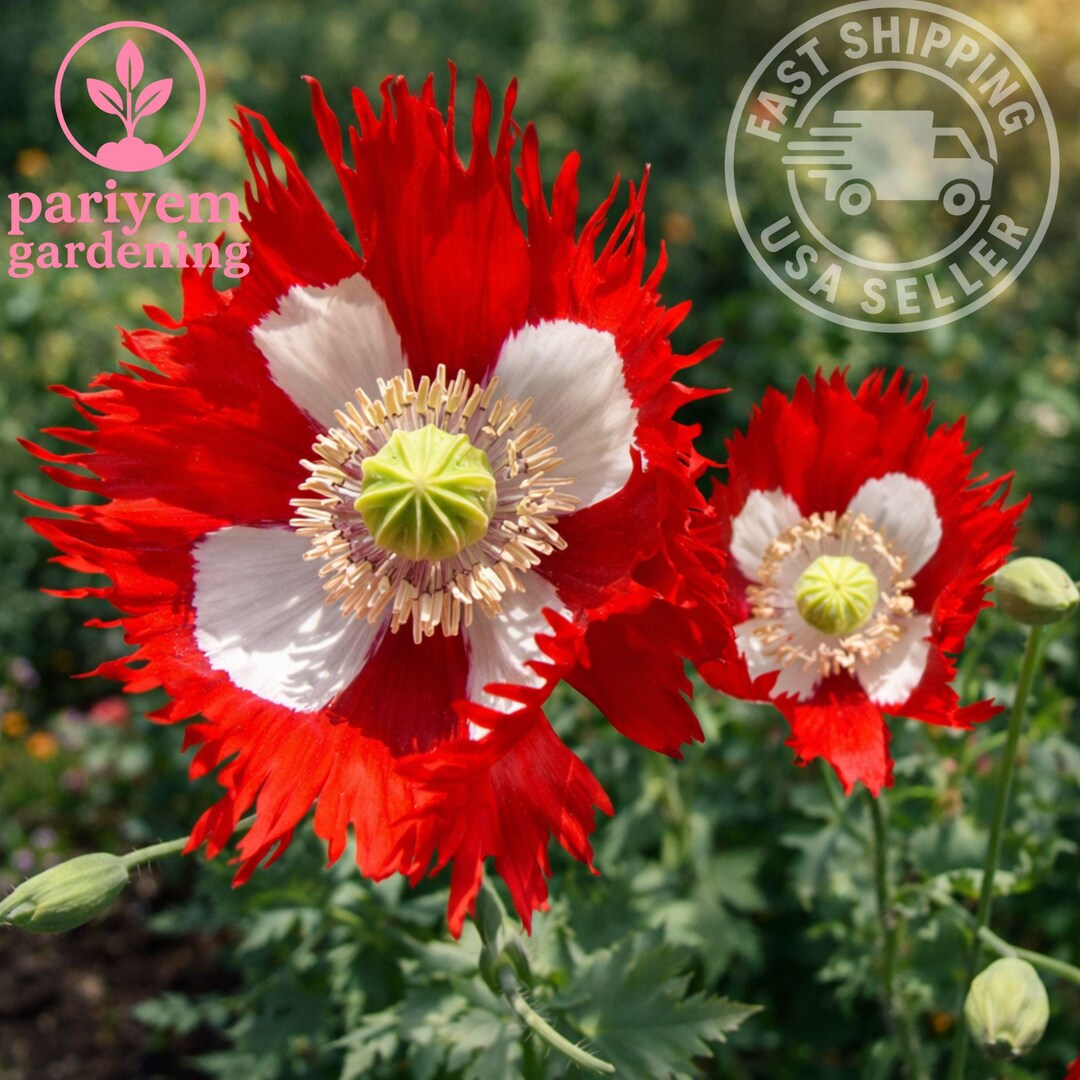 Danish Flag Poppy Seeds – 1,000 Heirloom Papaver Somniferum – Red White ...