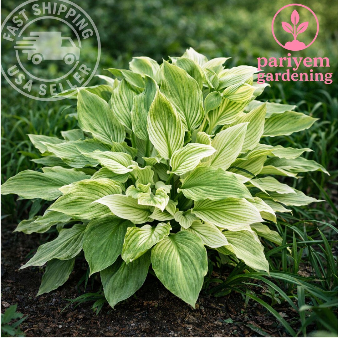 White Feather Hosta – Rare Cream & Green Shade Perennial (bare Root ...