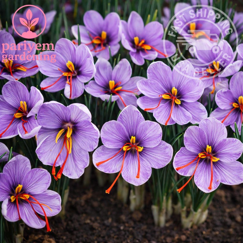 Saffron Crocus Bulbs – 10 Crocus Sativus Corms – Rare Spice Flower ...