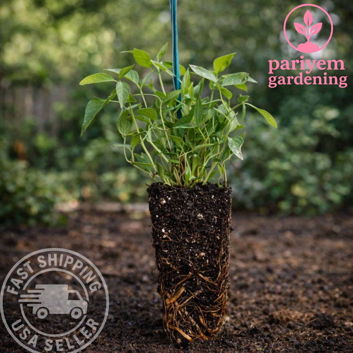 Chocolate Vine Plant – Akebia Quinata – Hardy Perennial Climbing Vine ...