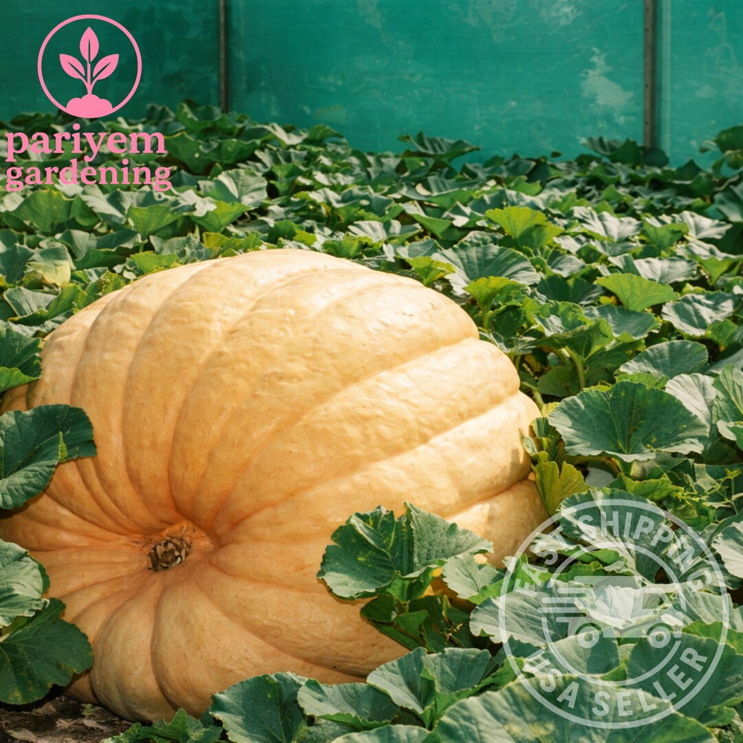 Dill’s Atlantic Giant Pumpkin Seeds – Heirloom Exhibition Variety - Etsy