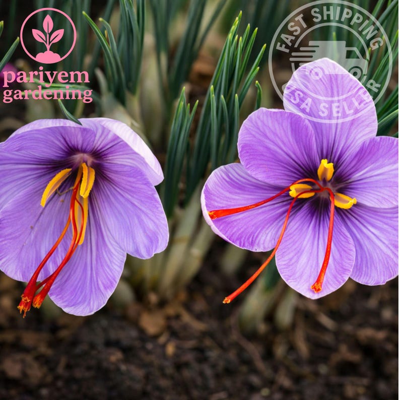 Saffron Crocus Bulbs – 10 Crocus Sativus Corms – Rare Spice Flower ...