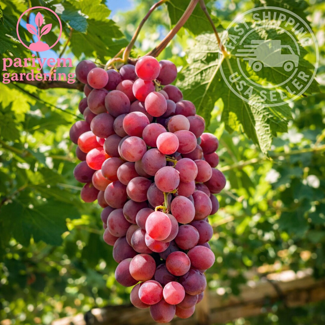Red Grape Seeds – 30 Seeds for Backyard Vineyard – Sweet Table Grape ...