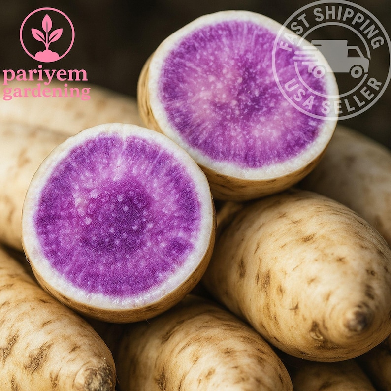 15 Okinawa Purple Sweet Potato Slips – Organically Grown Live Cuttings ...
