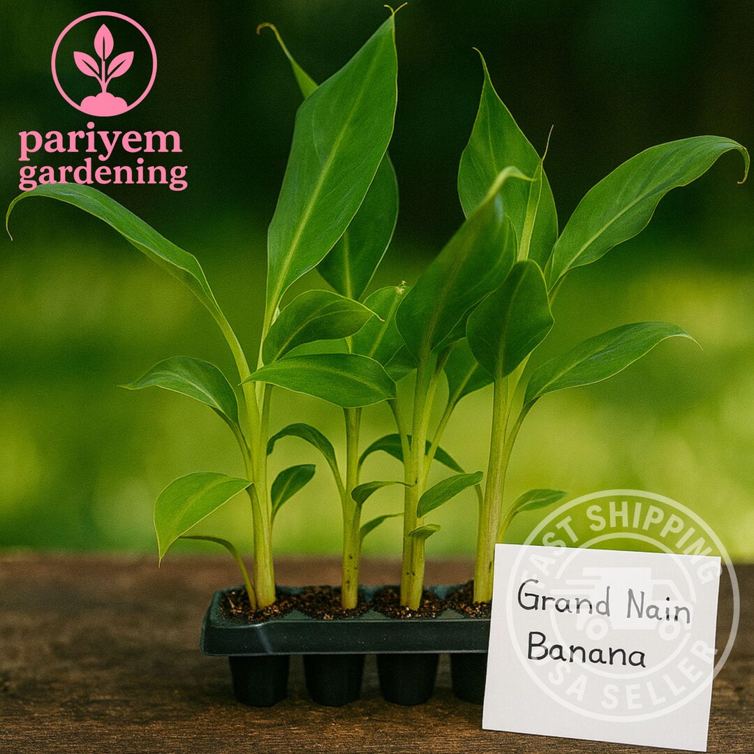 Grand Nain Banana – 4 Live Starter Plants | Fast Growing Fruit Tree ...