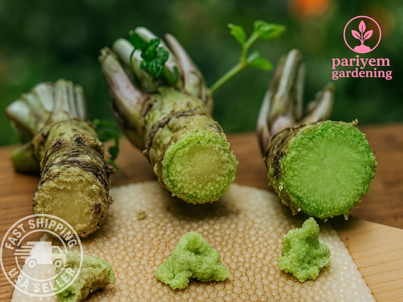 Japanese Wasabi Root Seeds – 5 Seeds Wasabia Japonica | Rare Vegetable ...